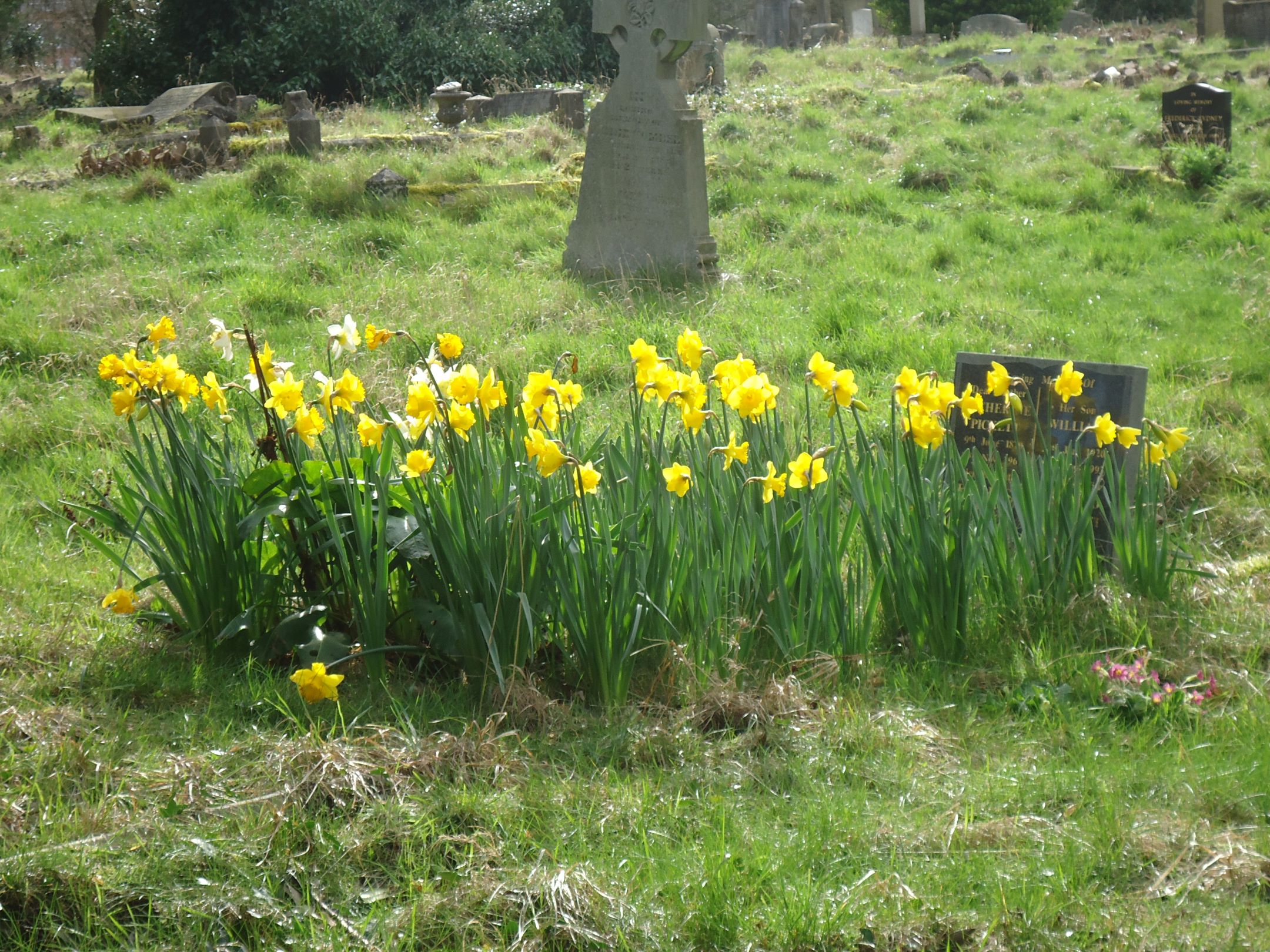 Daniel Campbell McBeath Walker – Radnor Street Cemetery